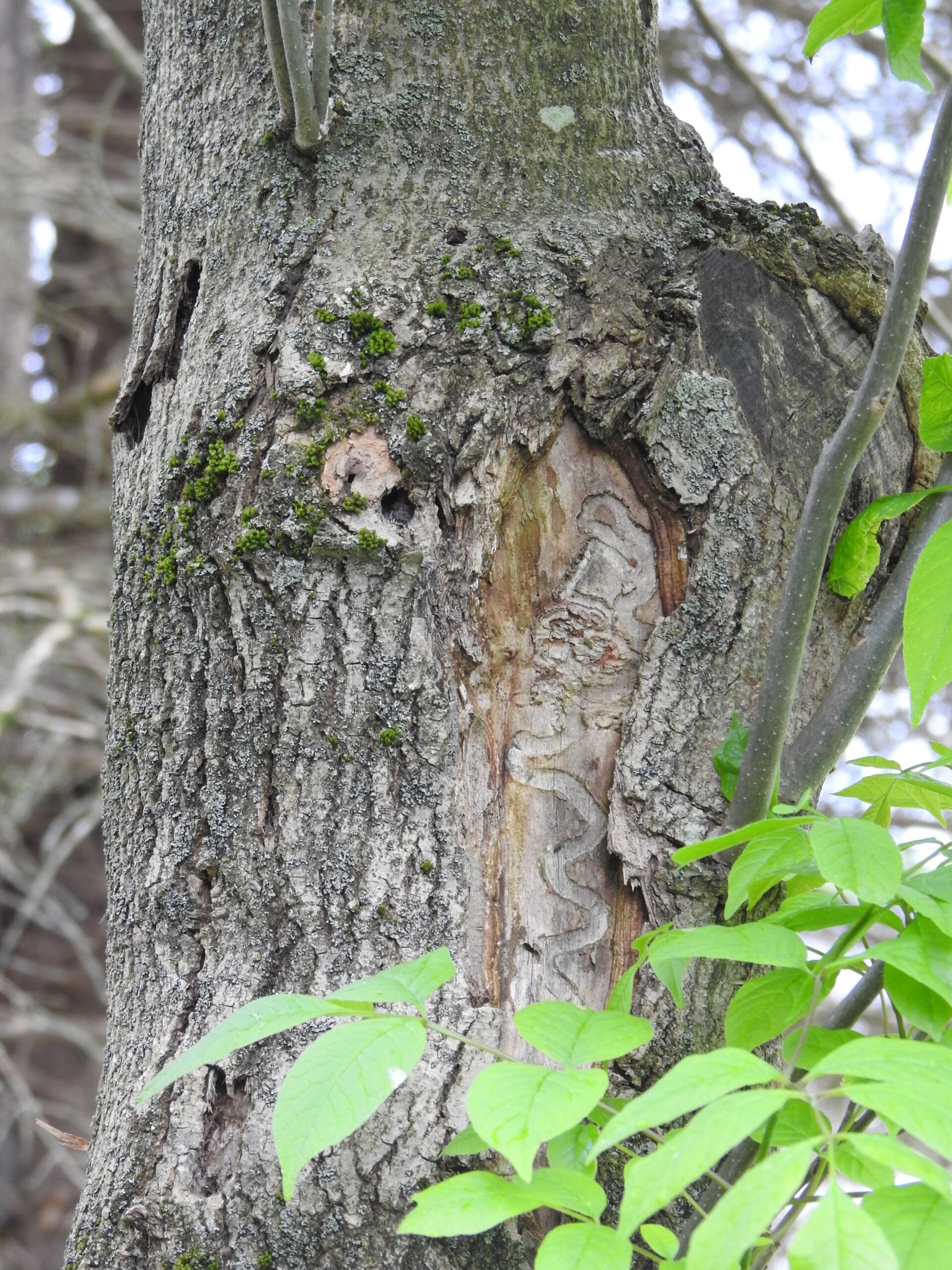 Alien Invasion That Doesn’t Get Much Press | News, Sports, Jobs - Post ...